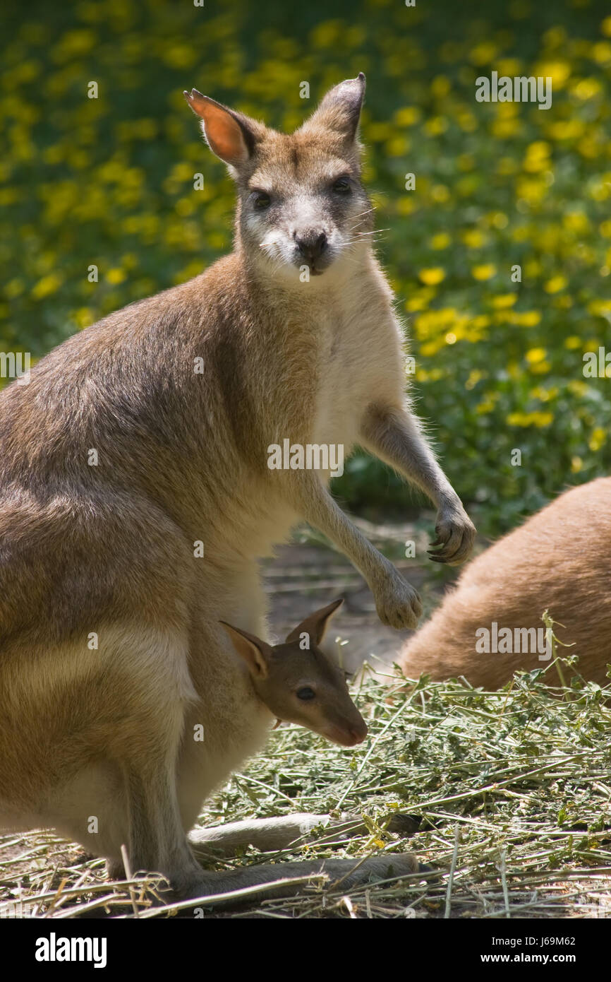 Australia grey kangaroo cub hi-res stock photography and images - Alamy