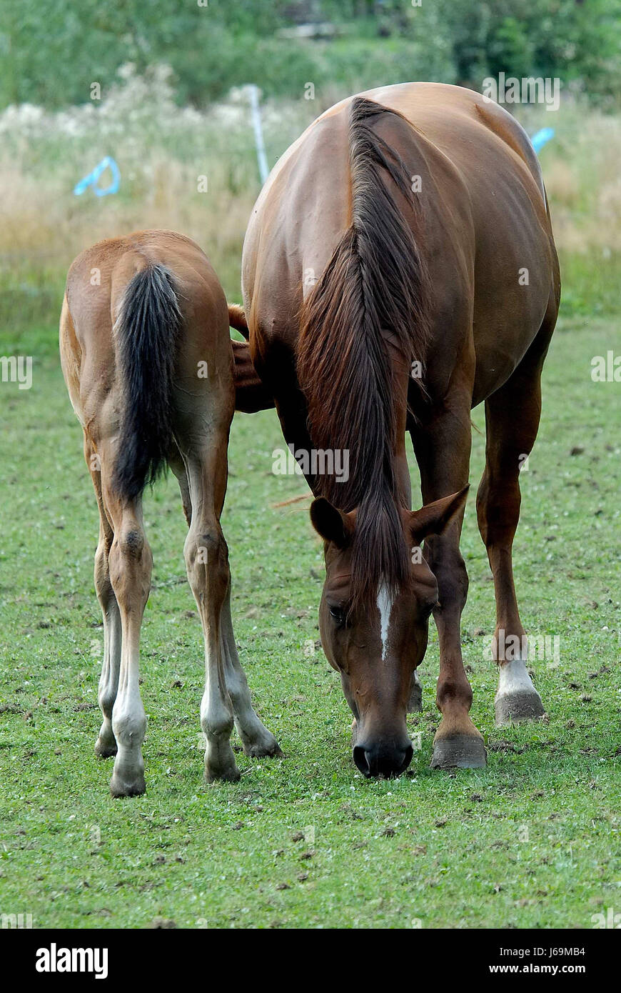 horse animal foal nature horse animal animals horses mare foal mares ...