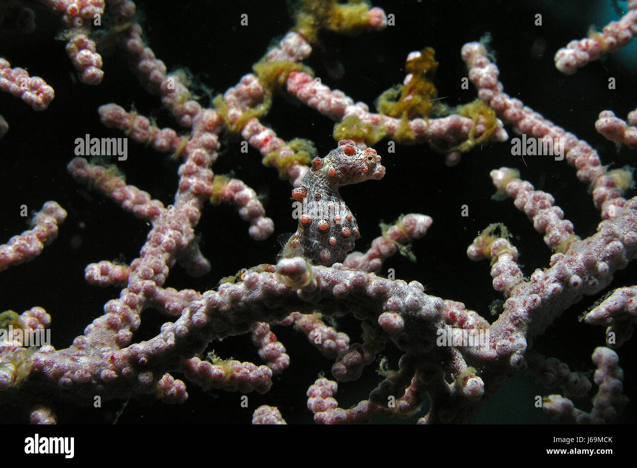 dive camouflage to camouflage red indonesia underwater thailand ...