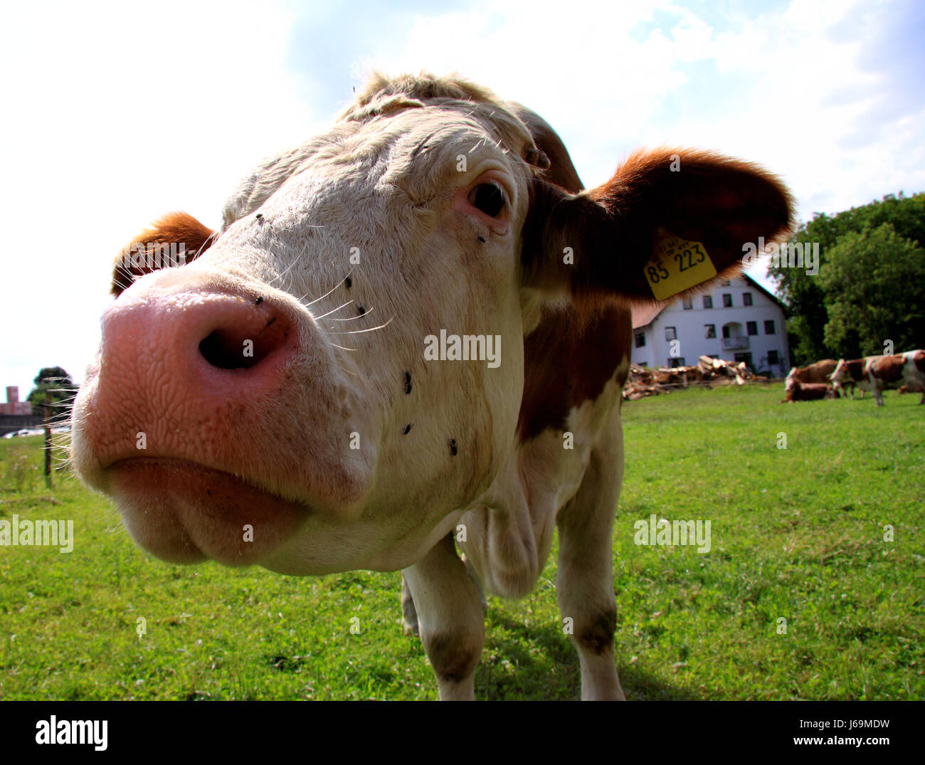 curious nosey nosy agriculture farming cow bovine farmer cattle bullock ...
