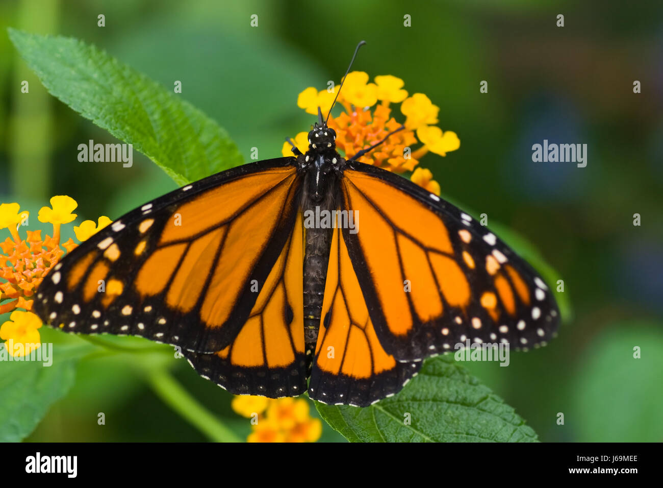 animal insect insects butterfly animals tropical butterflies monarch ...