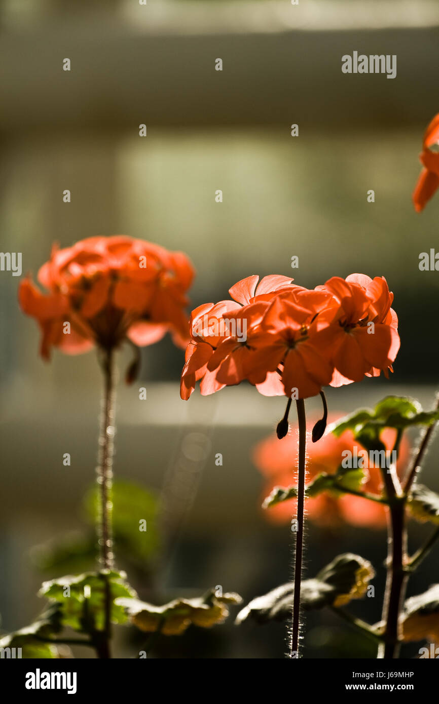 Géranium orange hi-res stock photography and images - Alamy