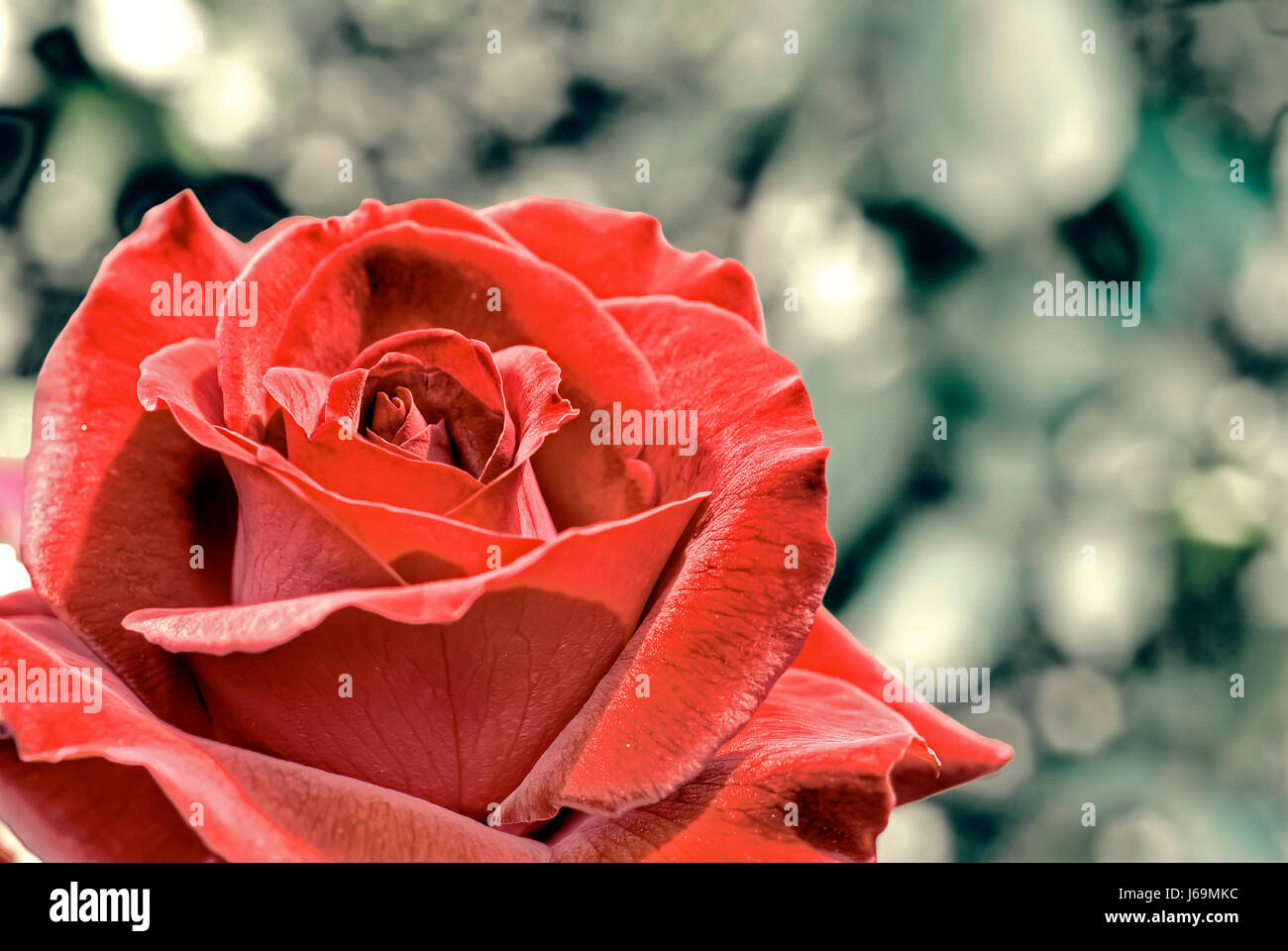 model design project concept plan draft flower plant rose romantic ...