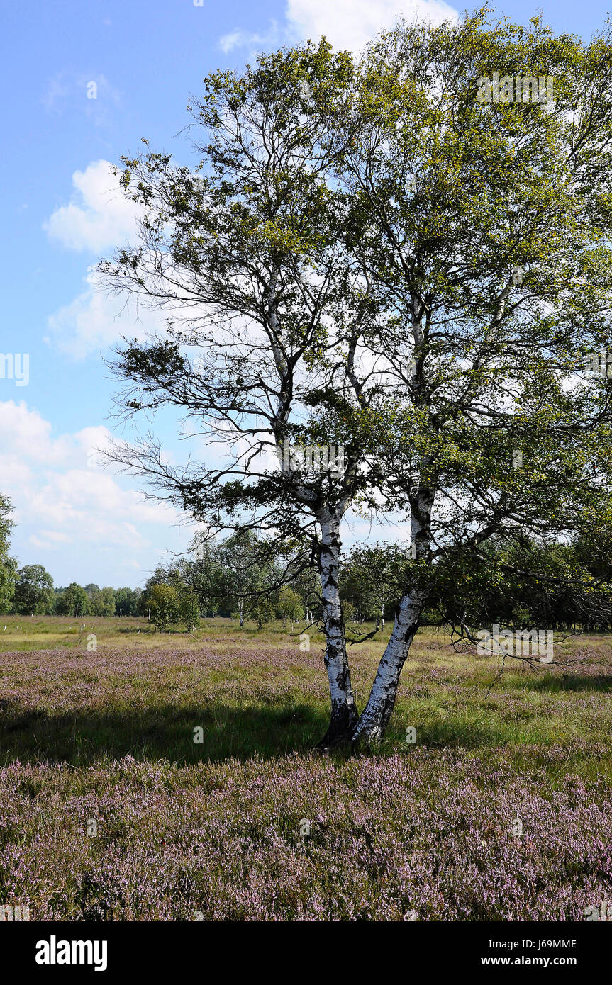 birch with heather Stock Photo - Alamy