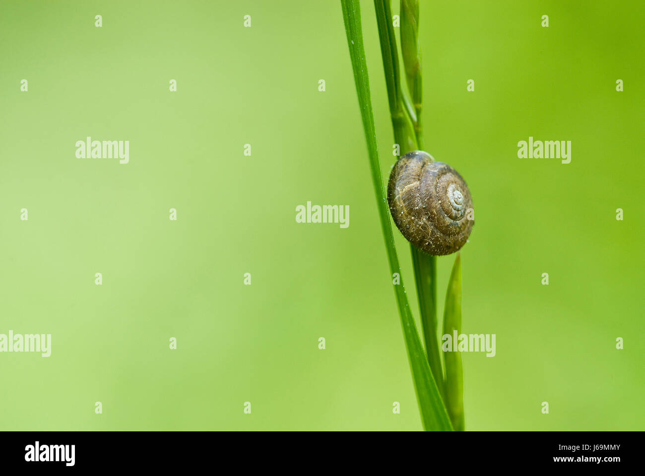 insect animals snail rise climb climbing ascend uphill tread clamber ...