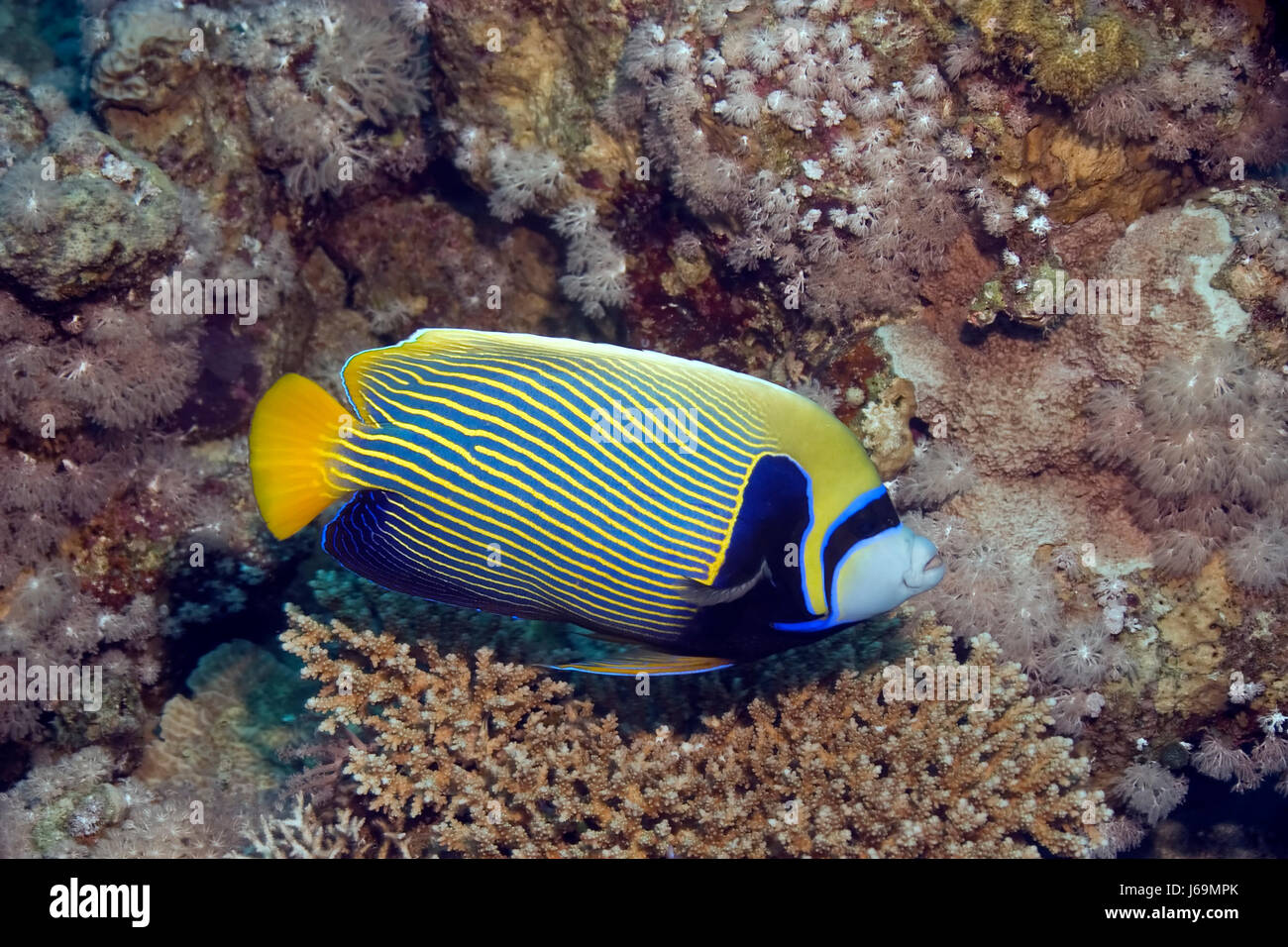 blue animal fish underwater exotic wet tropical navy marine emperor ...