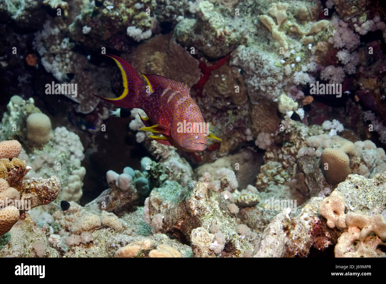 blue animal fish underwater exotic wet tropical navy marine diving ...