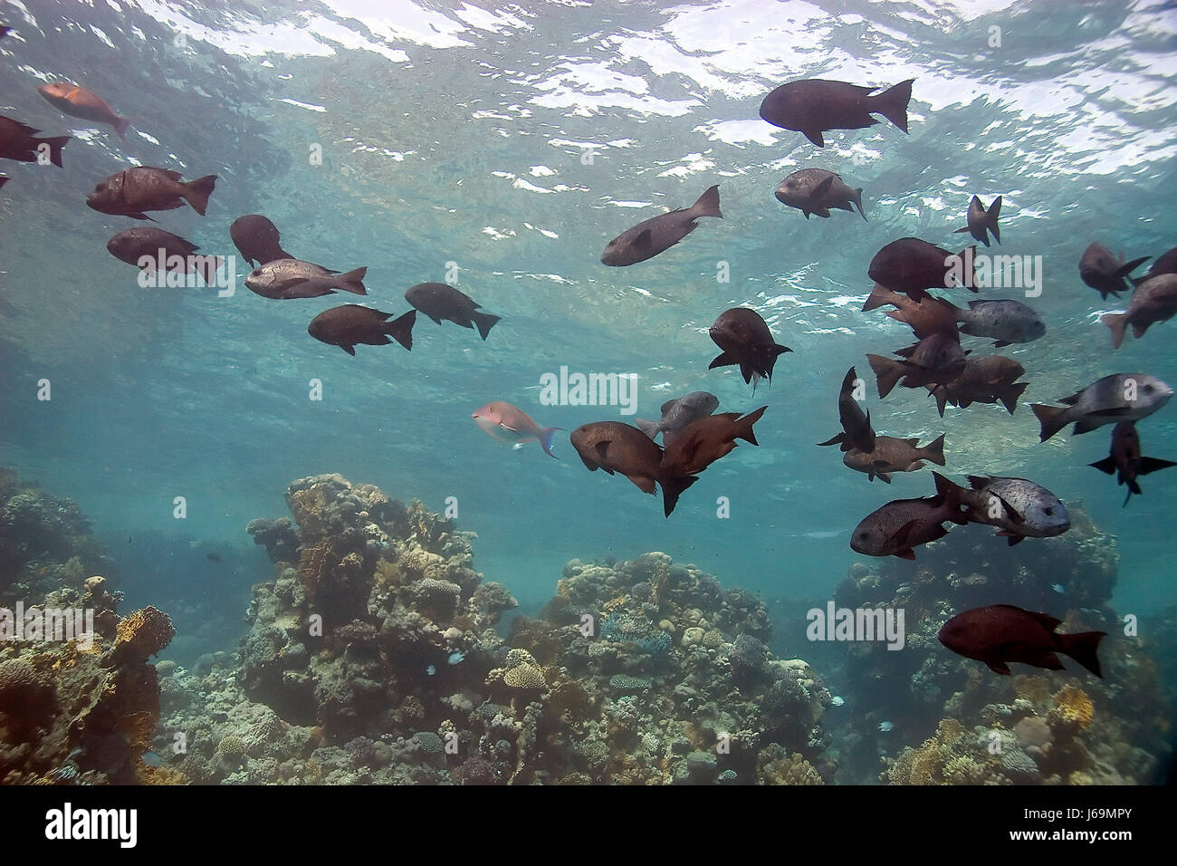 blue animal fish underwater exotic wet tropical navy marine diving ...