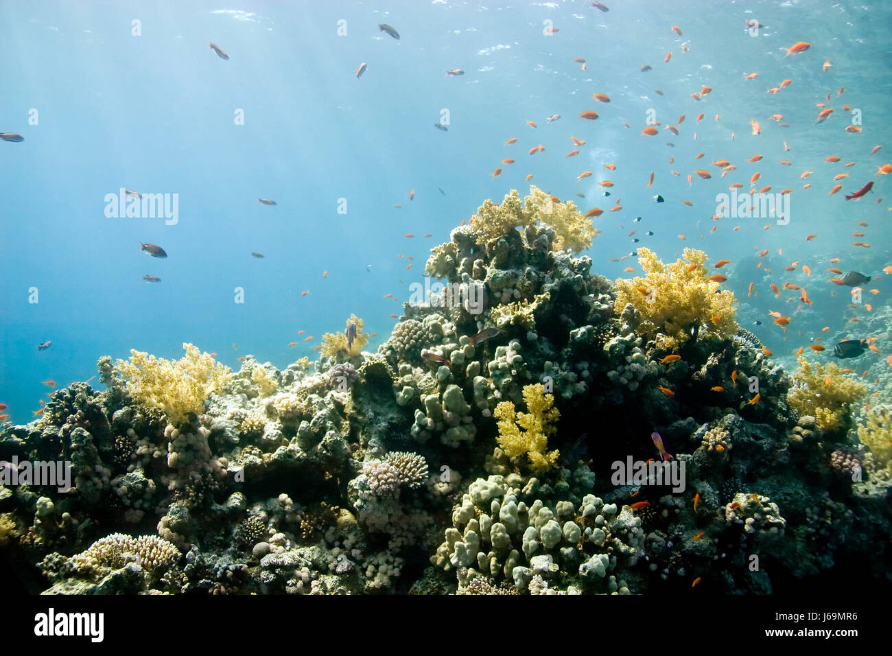blue animal fish underwater exotic wet tropical navy marine diving ...