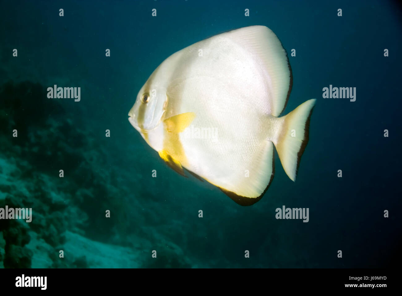 blue animal fish underwater exotic wet tropical navy marine diving ...