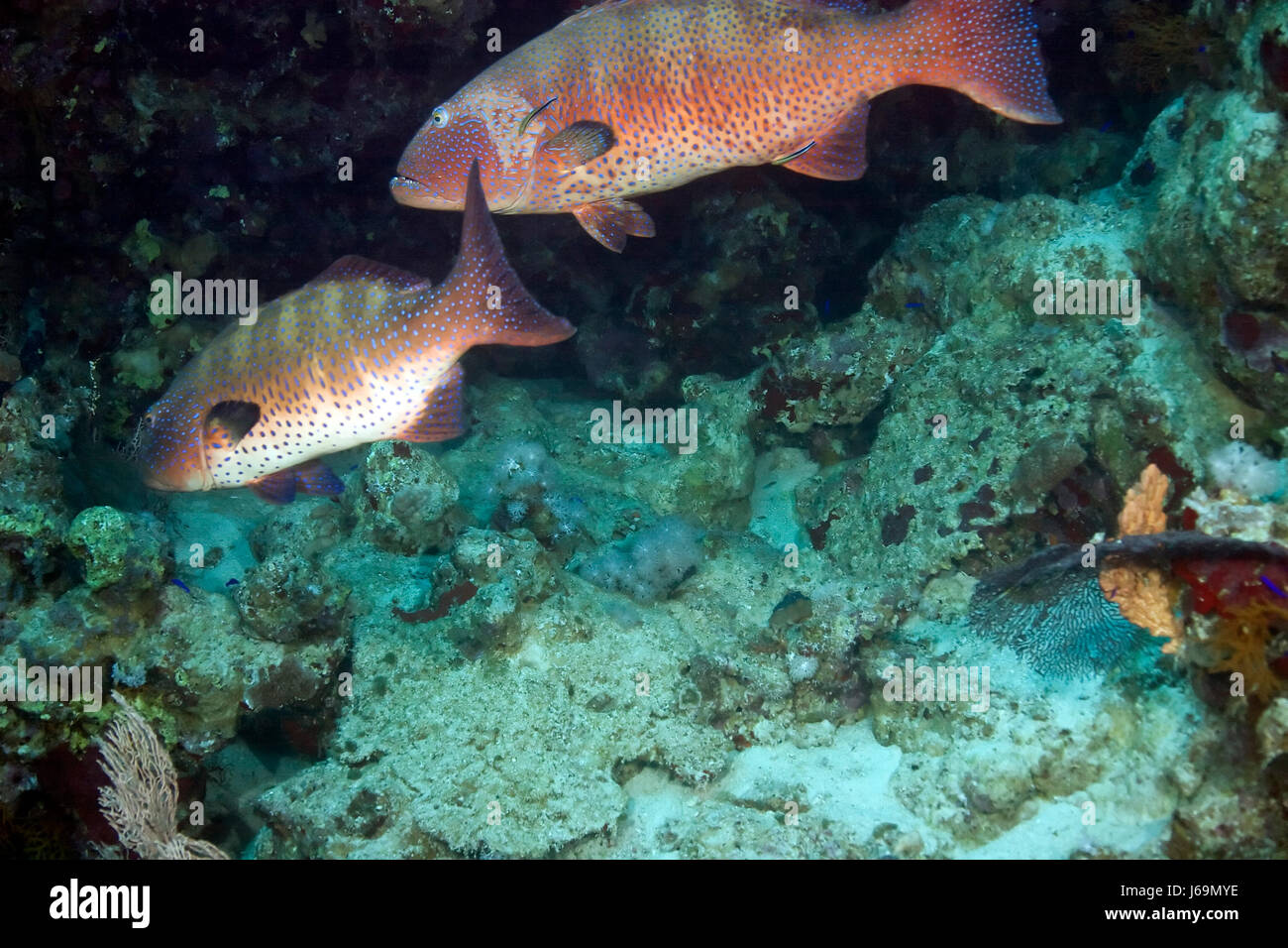 blue animal fish underwater exotic wet tropical navy marine diving ...