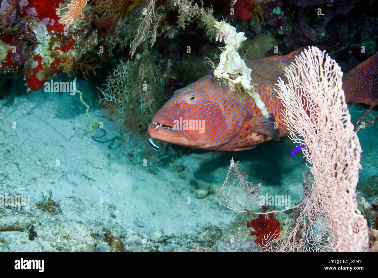 blue animal fish underwater exotic wet tropical navy marine diving ...