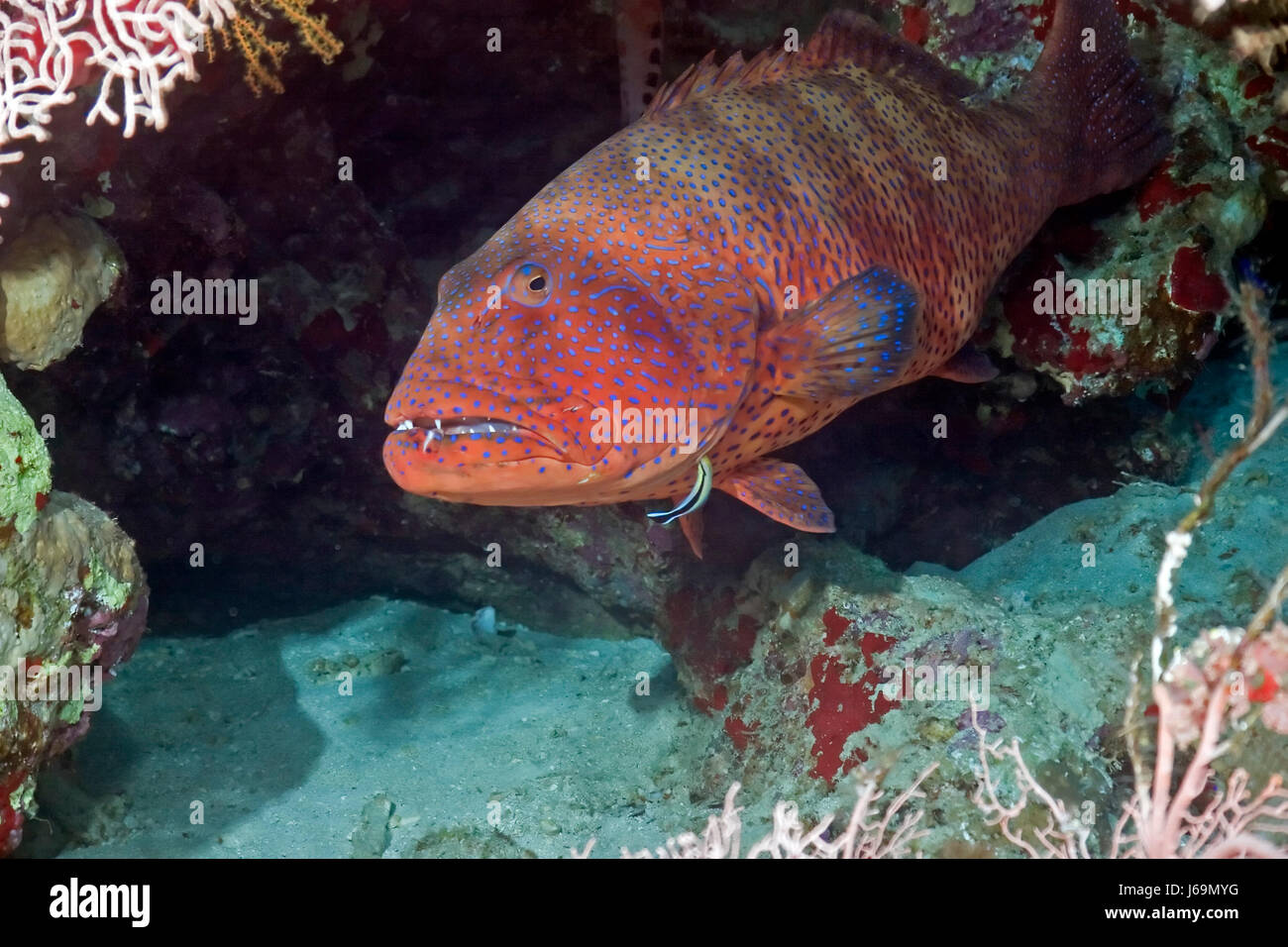 blue animal fish underwater exotic wet tropical navy marine diving ...