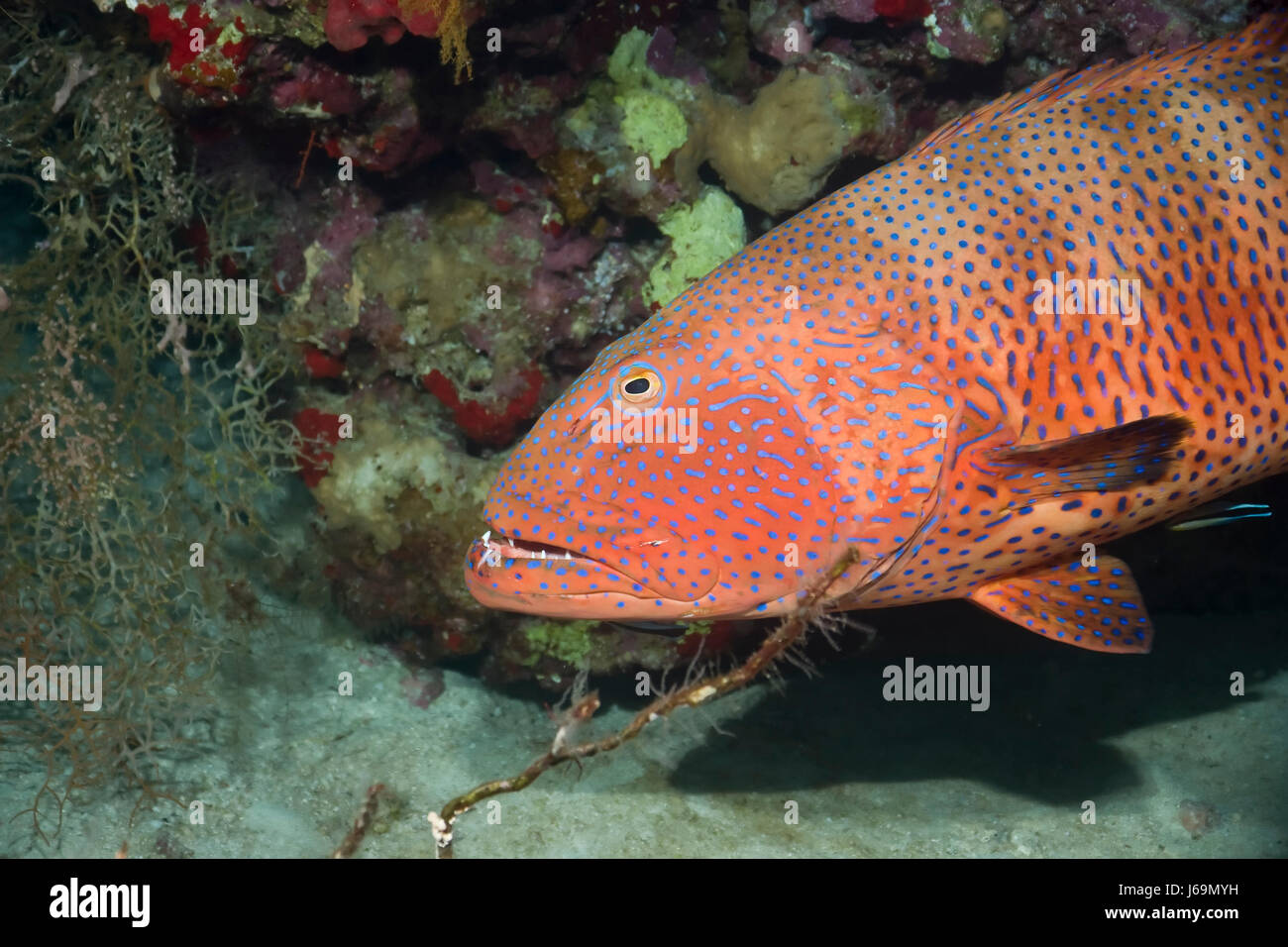 blue animal fish underwater exotic wet tropical navy marine diving ...
