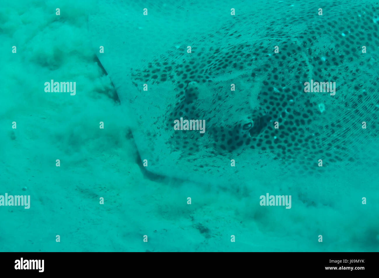 blue animal fish underwater exotic wet tropical navy marine stingray ...