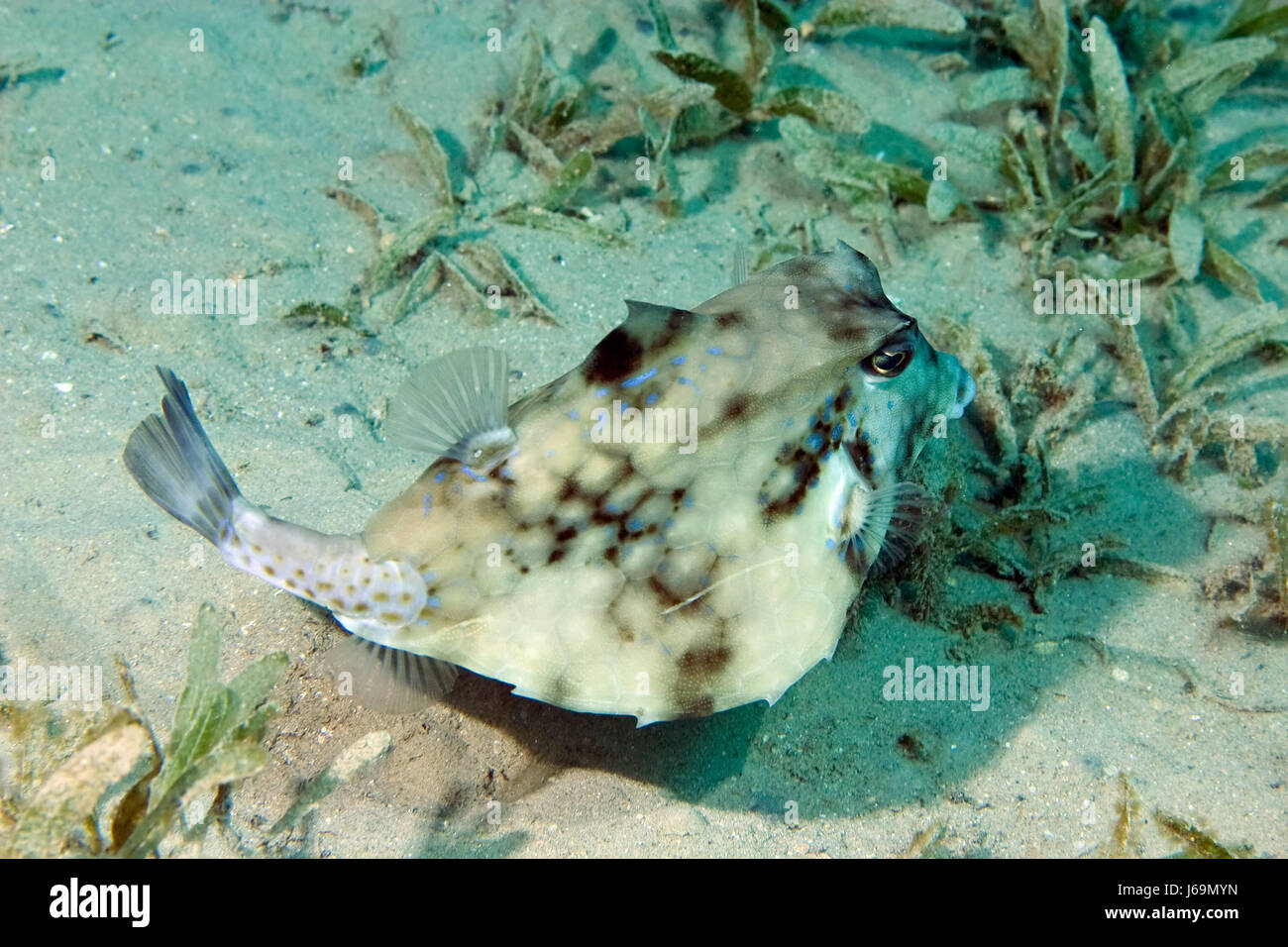 blue animal fish underwater exotic wet tropical navy marine diving ...