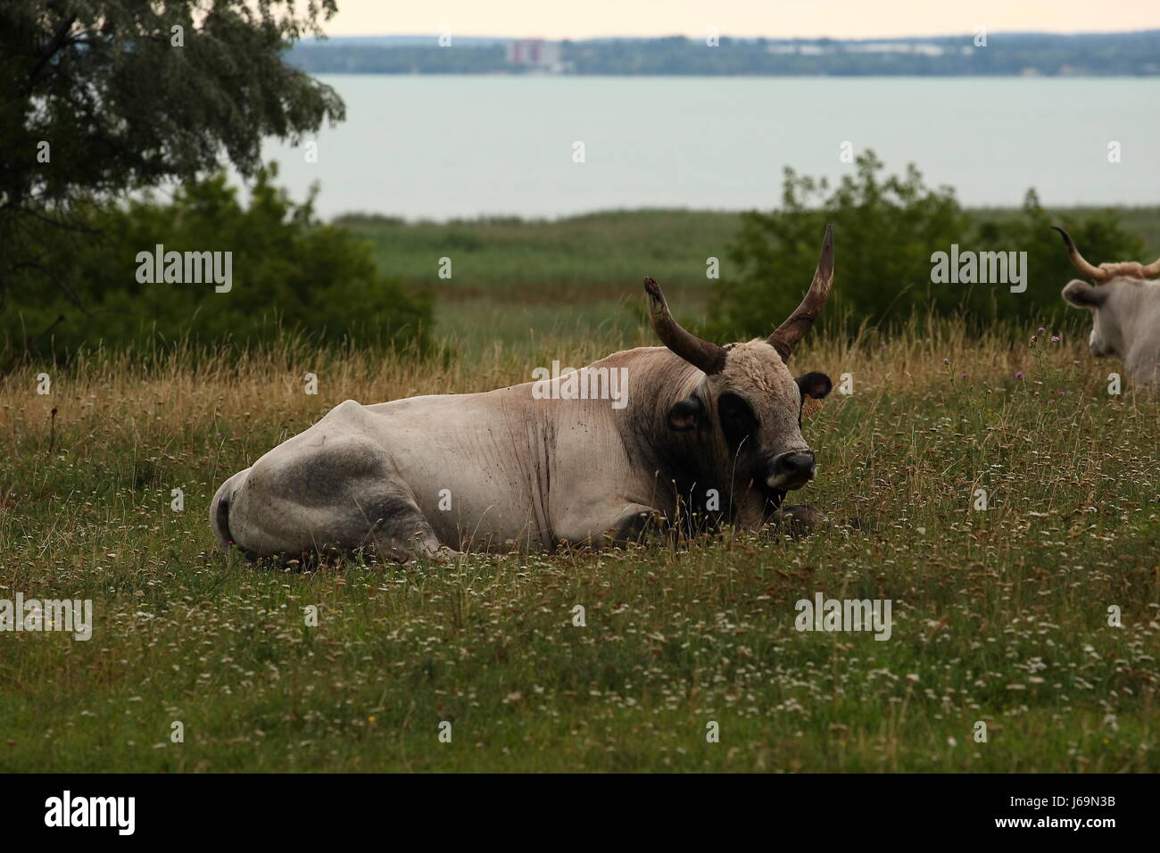 bull environment enviroment bull lazy leader captain chieftain chief ...