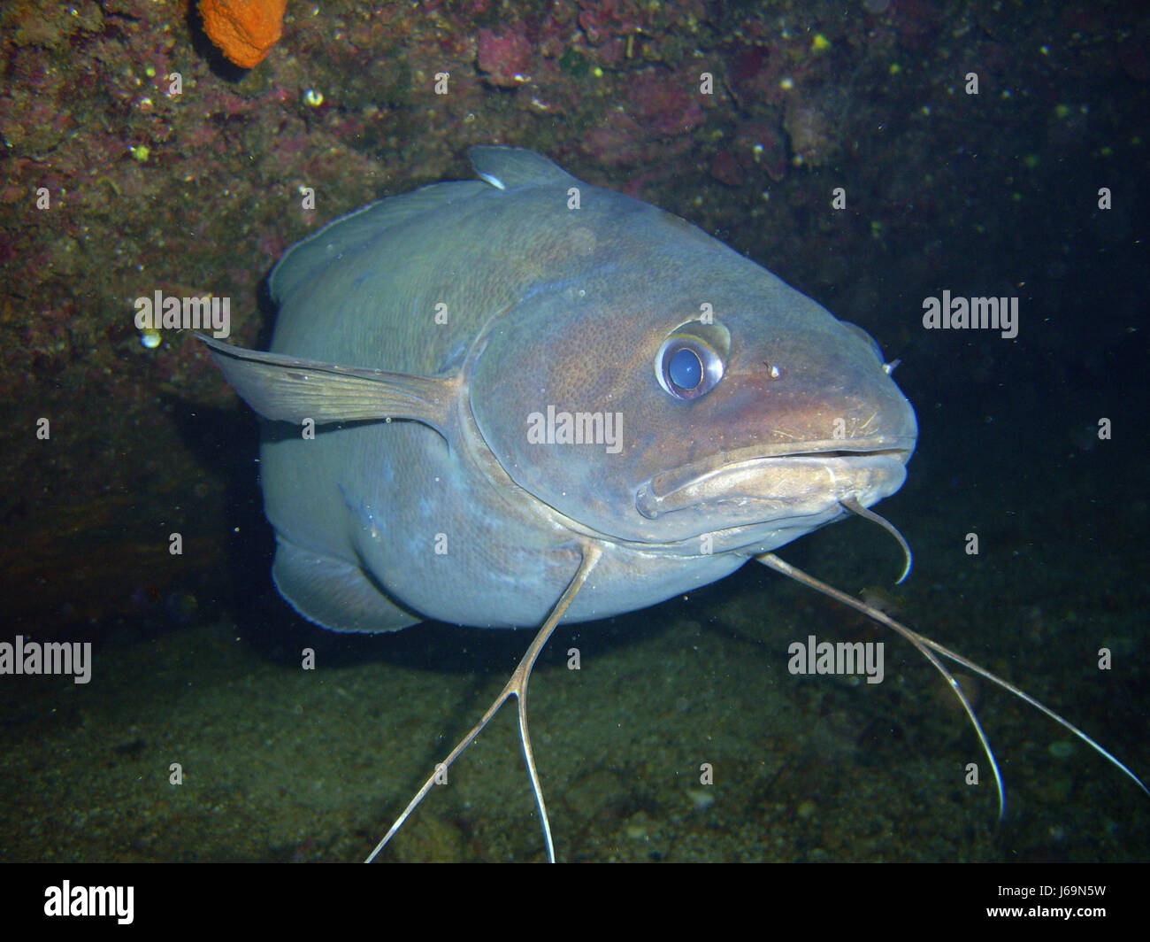 fish water mediterranean salt water sea ocean dive wreck codfish ...