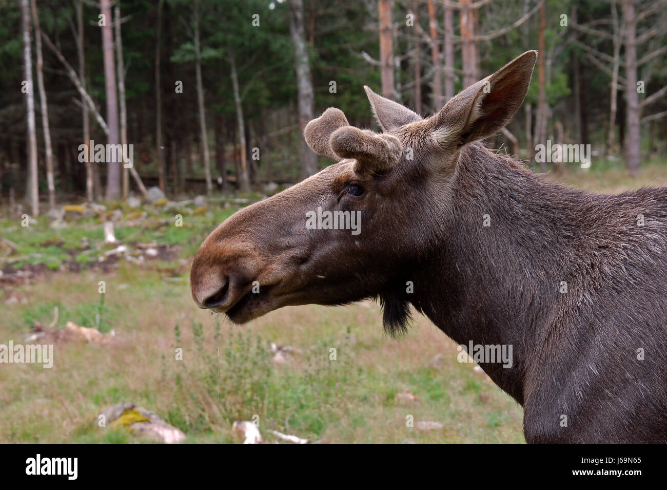 side view elk side head animal portrait sweden beard muzzle horns ...