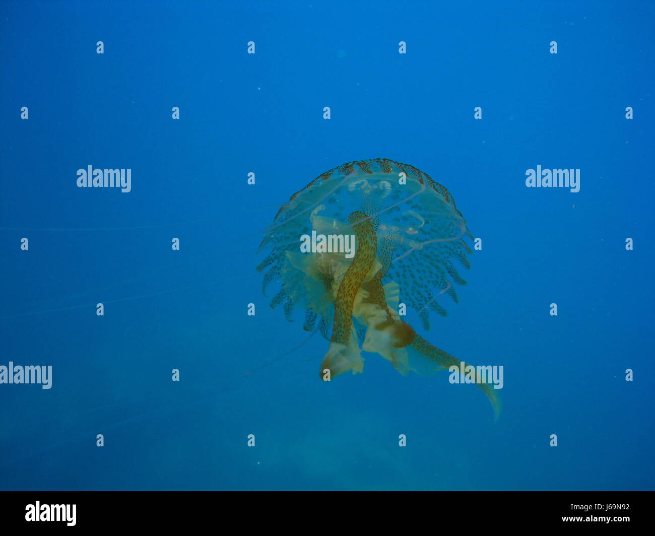 fish underwater dive azores salt water sea ocean water jellyfish blue ...