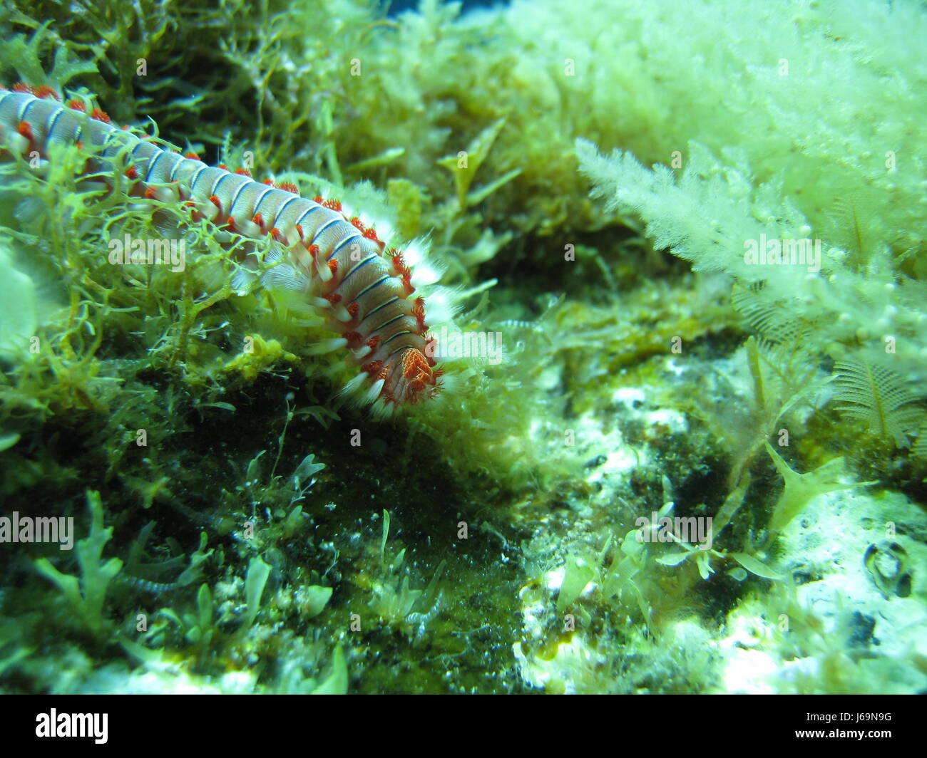 Maria fire hi-res stock photography and images - Alamy