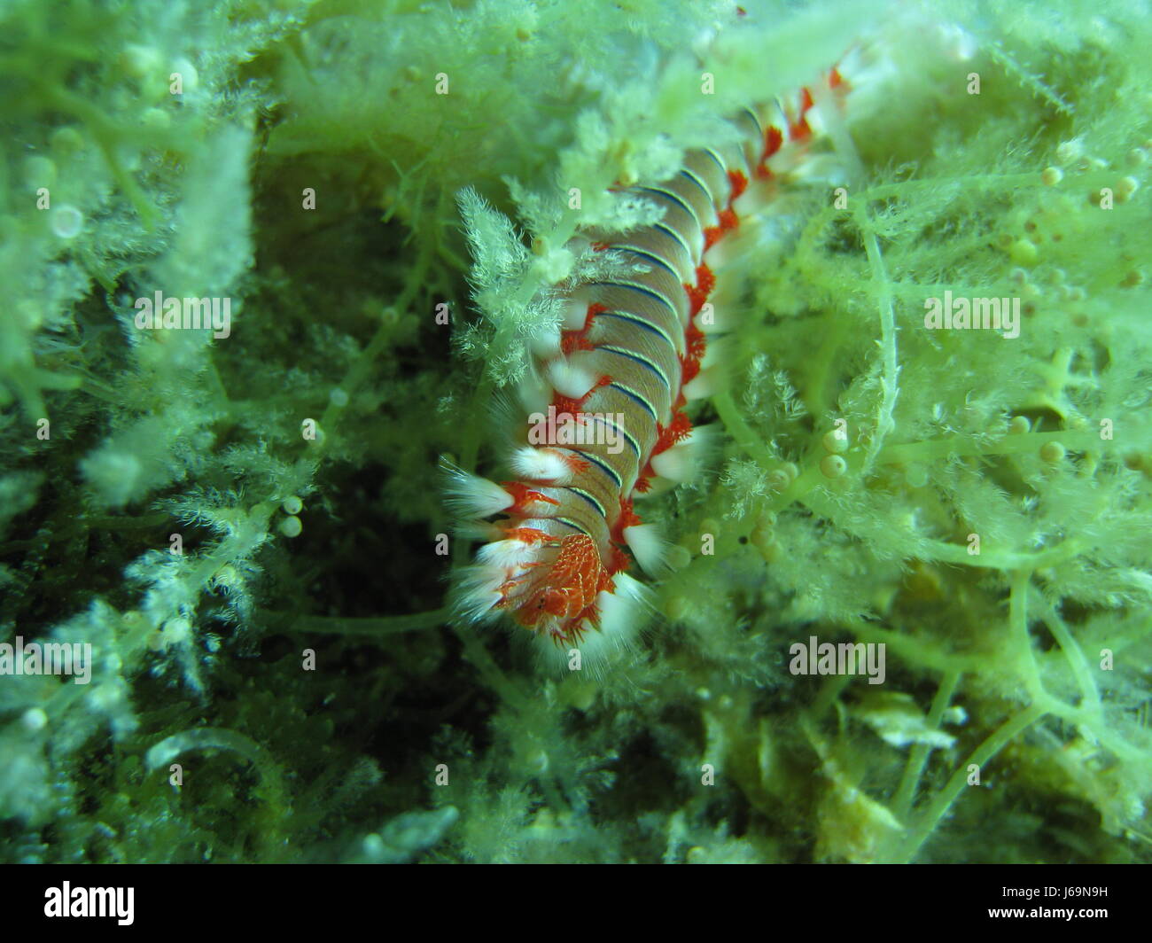 Fire worm hi-res stock photography and images - Alamy