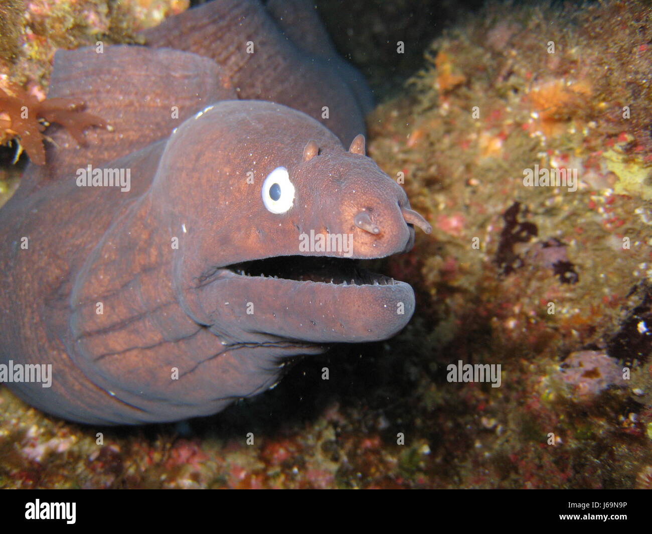 fish underwater dive azores salt water sea ocean water salt brown ...