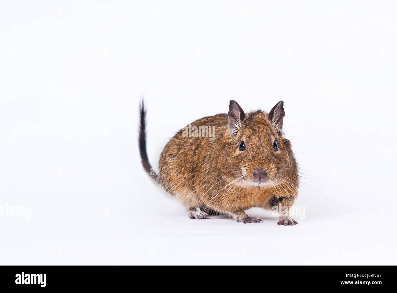 animal pet rodent homey domestic white house building macro close-up ...
