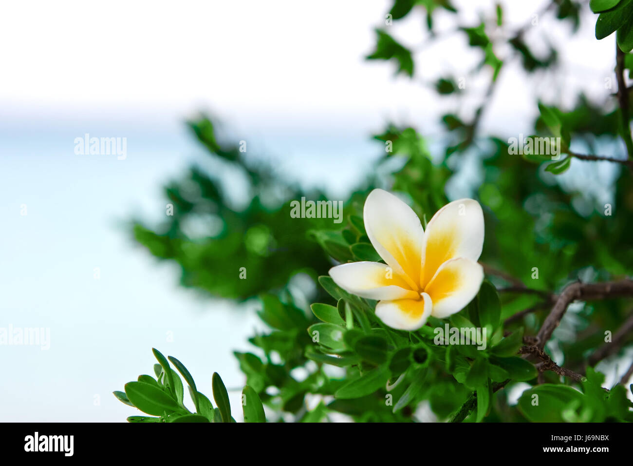 temple tree stone flower plant beach seaside the beach seashore health ...