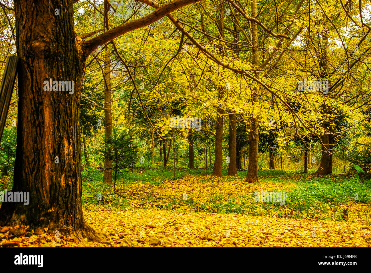 Ginkgo trees in autumn Stock Photo - Alamy