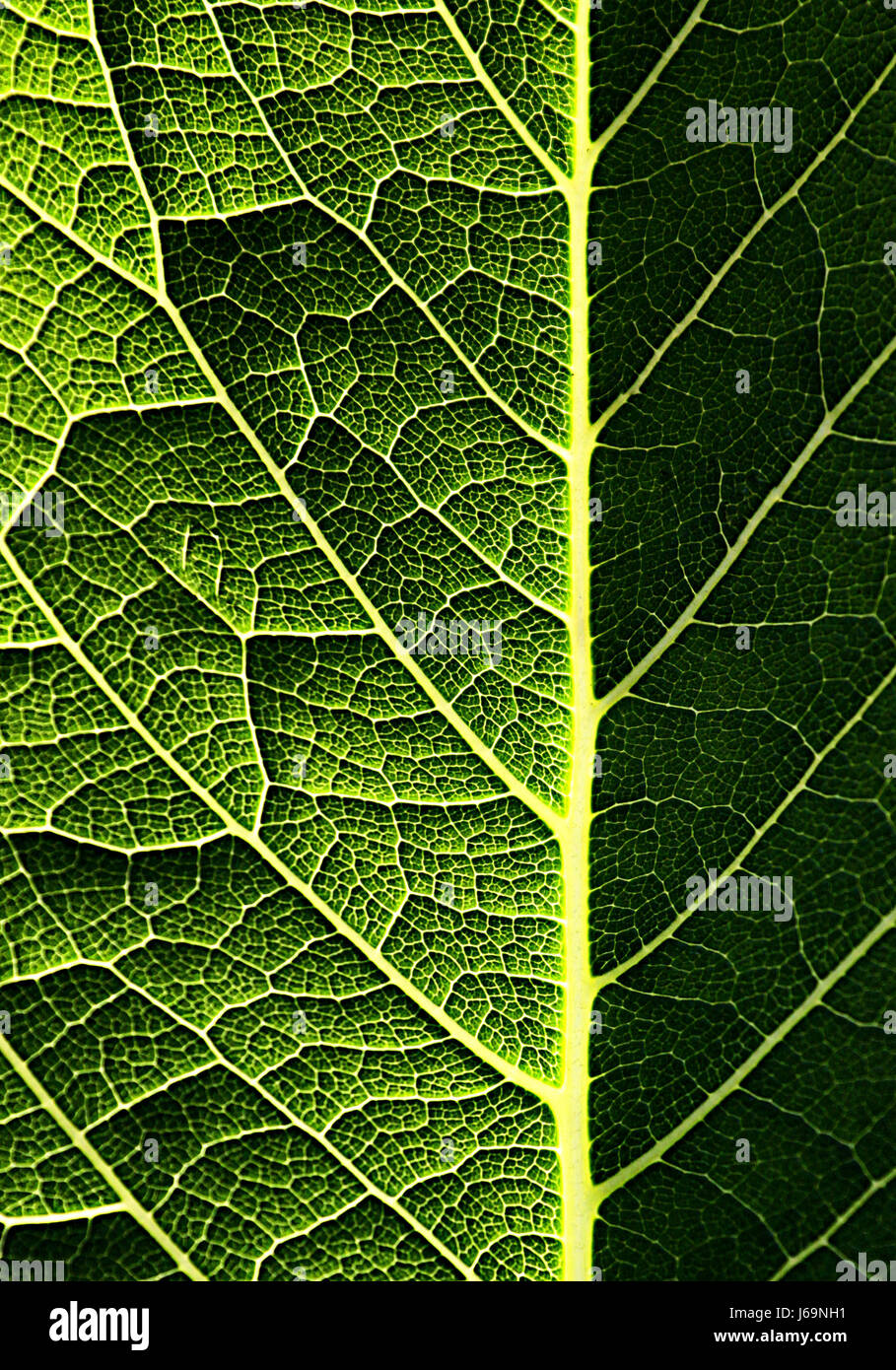 green skin leaf veins netting career page sheet green skin leaf veins ...
