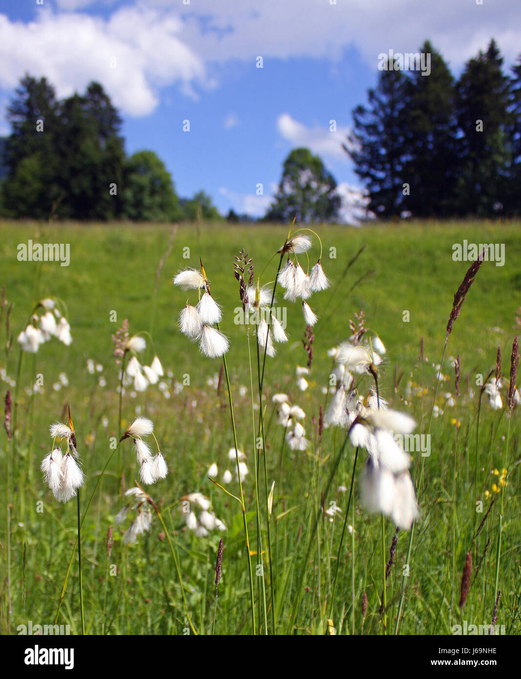 swamp rare biotop heath fibres fibers green swamp blank european ...