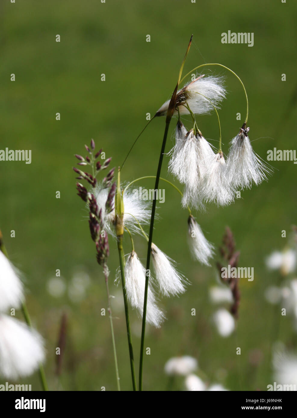 Grass fibers hi-res stock photography and images - Alamy