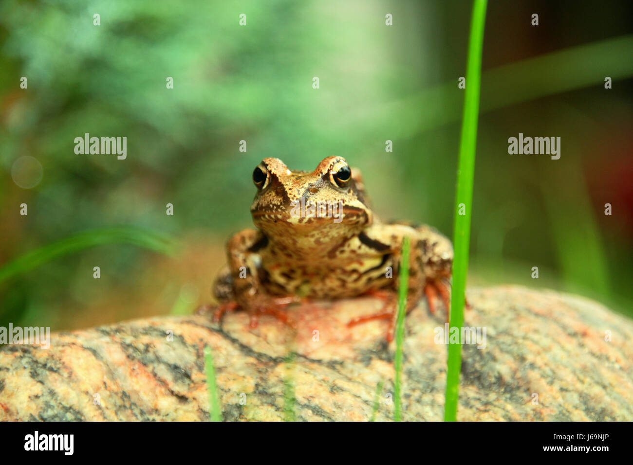 garden amphibian conservation of nature frog biotop gardens biology ...