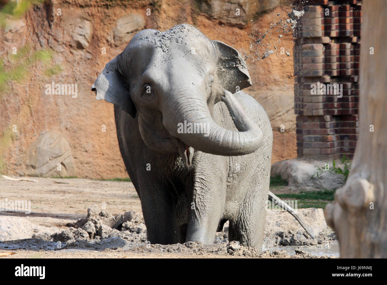 africa elephant mud mud bath bathing resort spa mineral spring elephant ...