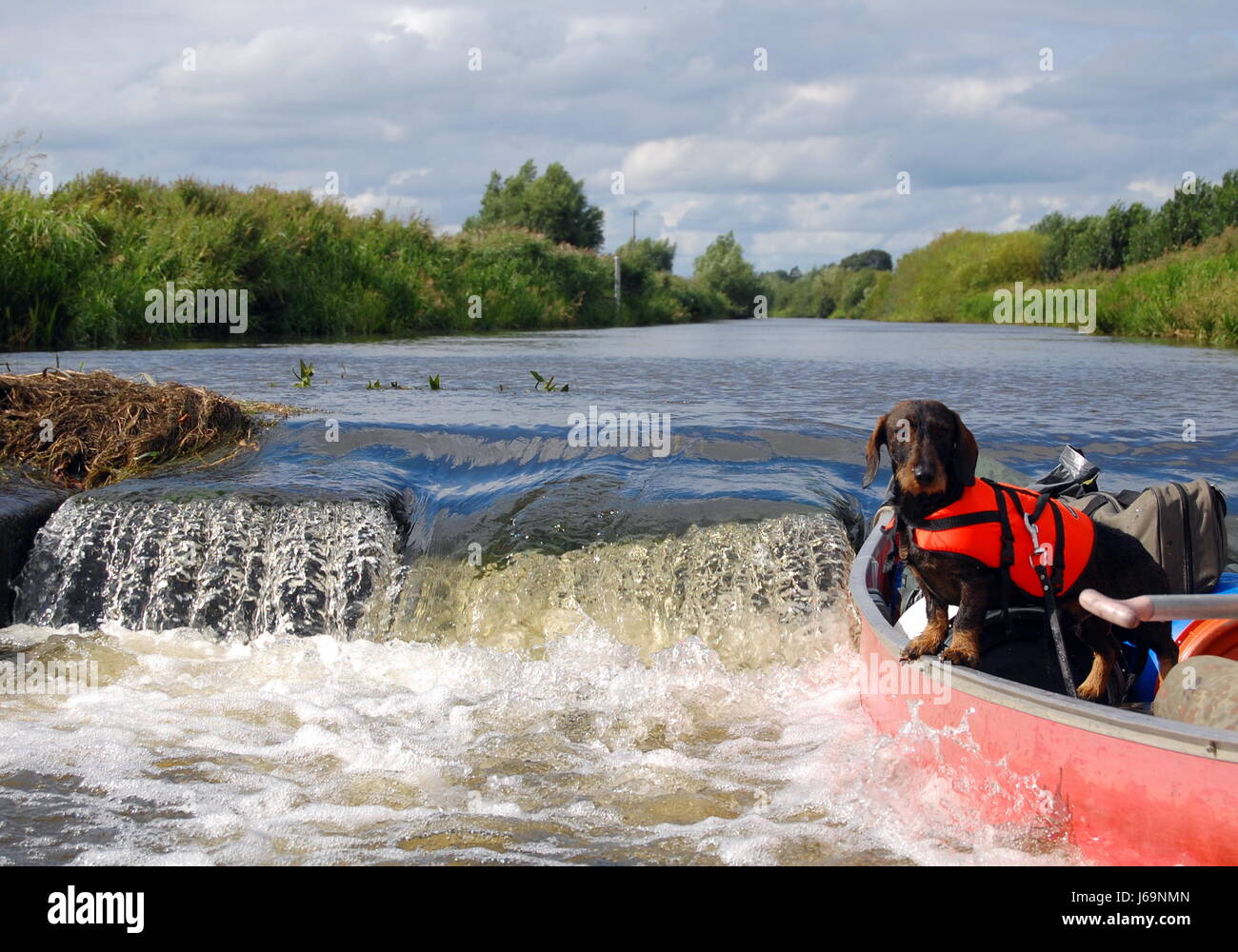 pet dog dachshund barrage life jacket rapids river water danger horizon ...