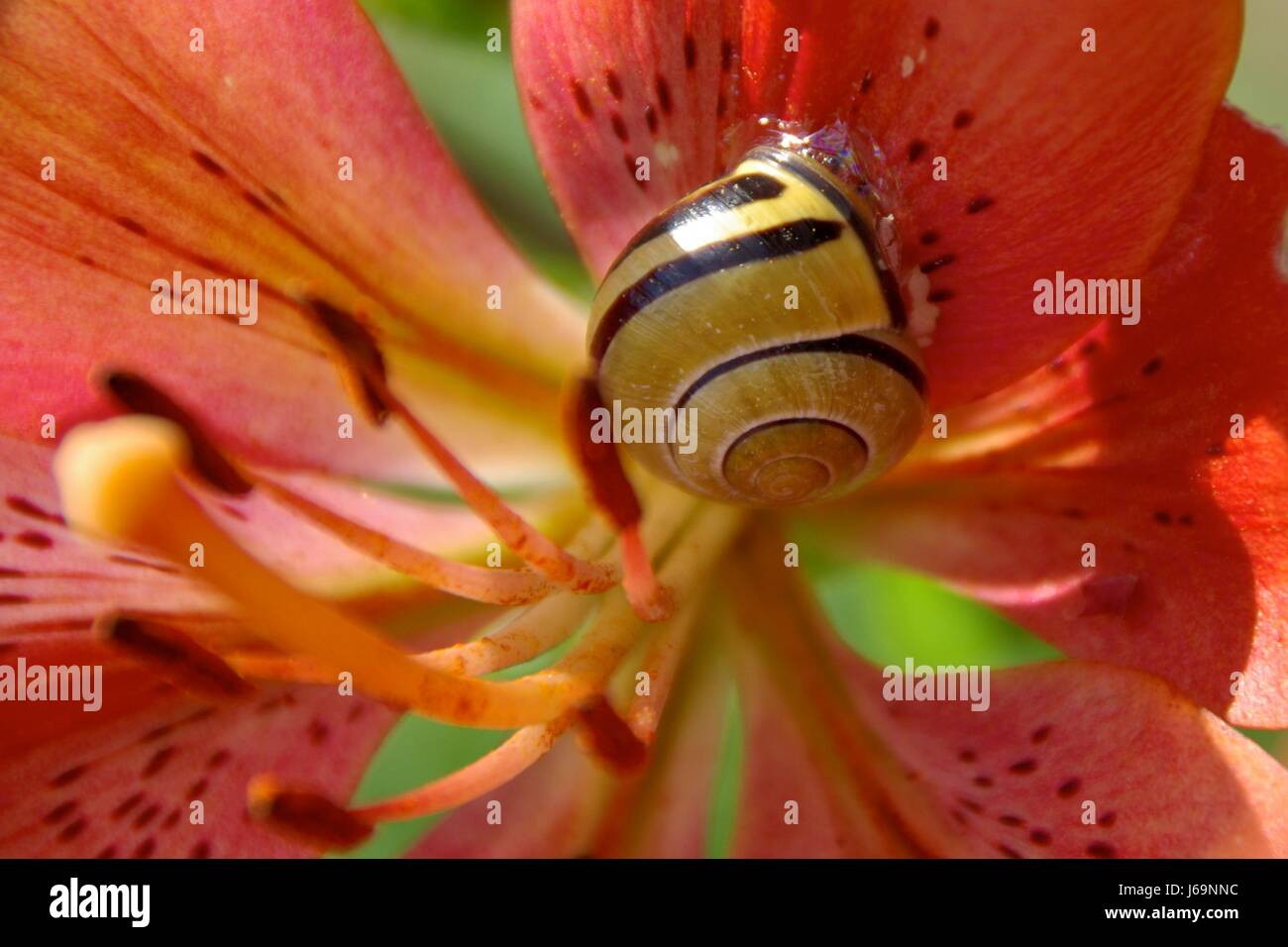 flower plant bloom blossom flourish flourishing summer summerly snail ...