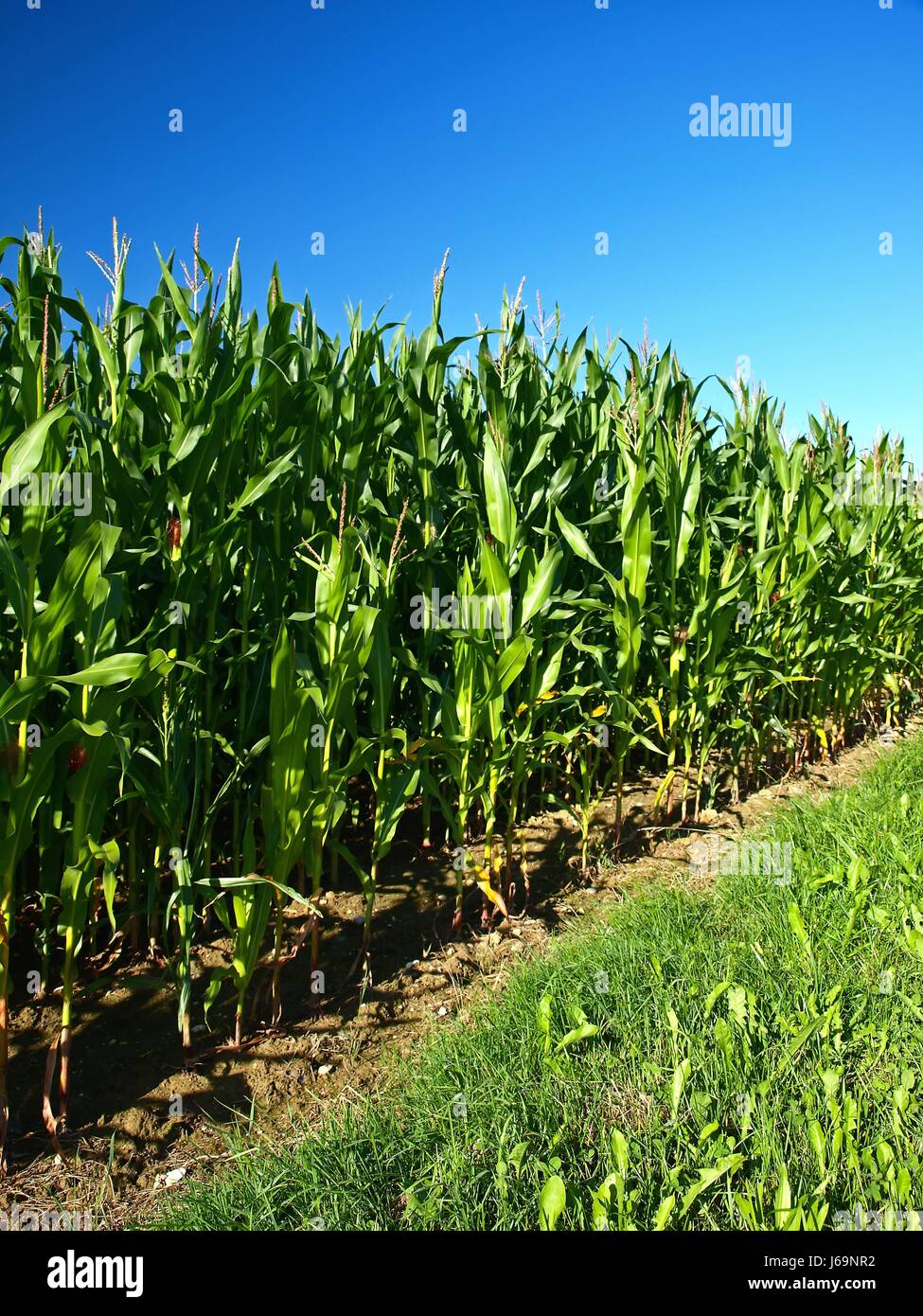 blue agriculture summer summerly ripe ripeness cornfield corn-growing ...