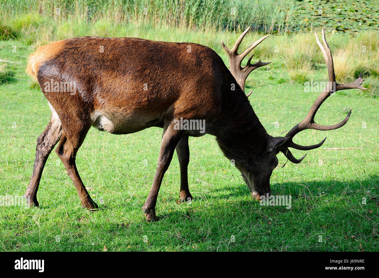 hirsch - deer Stock Photo - Alamy