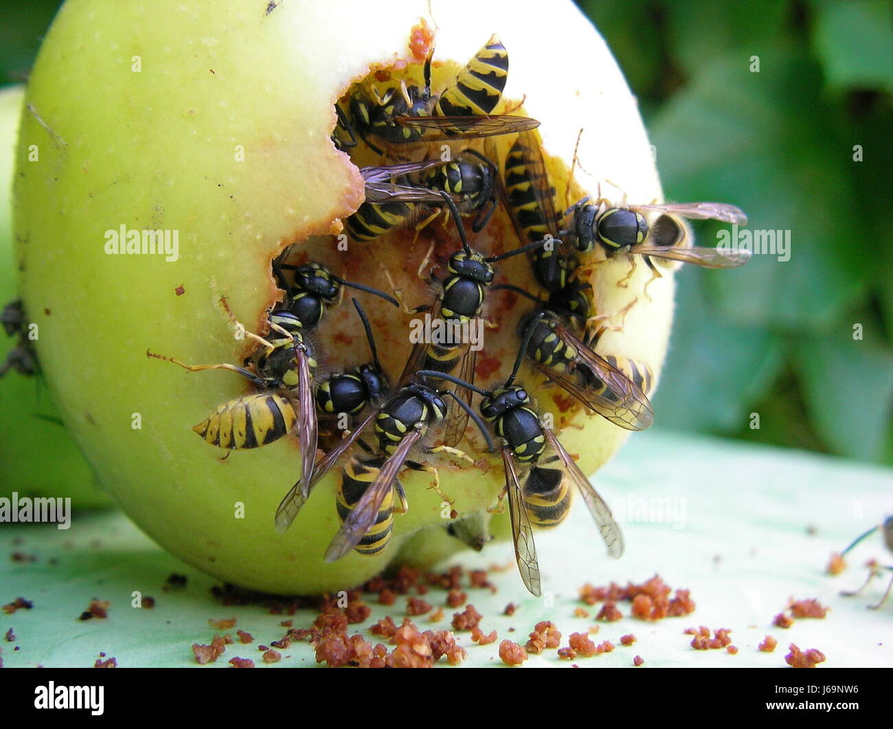 insect apples apple wasp pollen nectar wasps many macro close-up macro ...