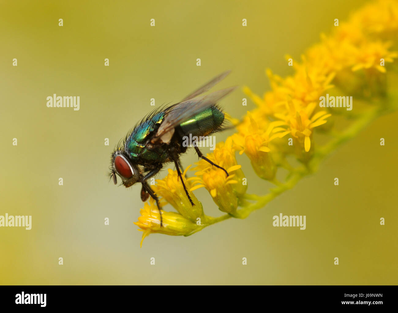 legs eye organ fly bluebottle goldenrod eye organ wing hairs blossoms ...