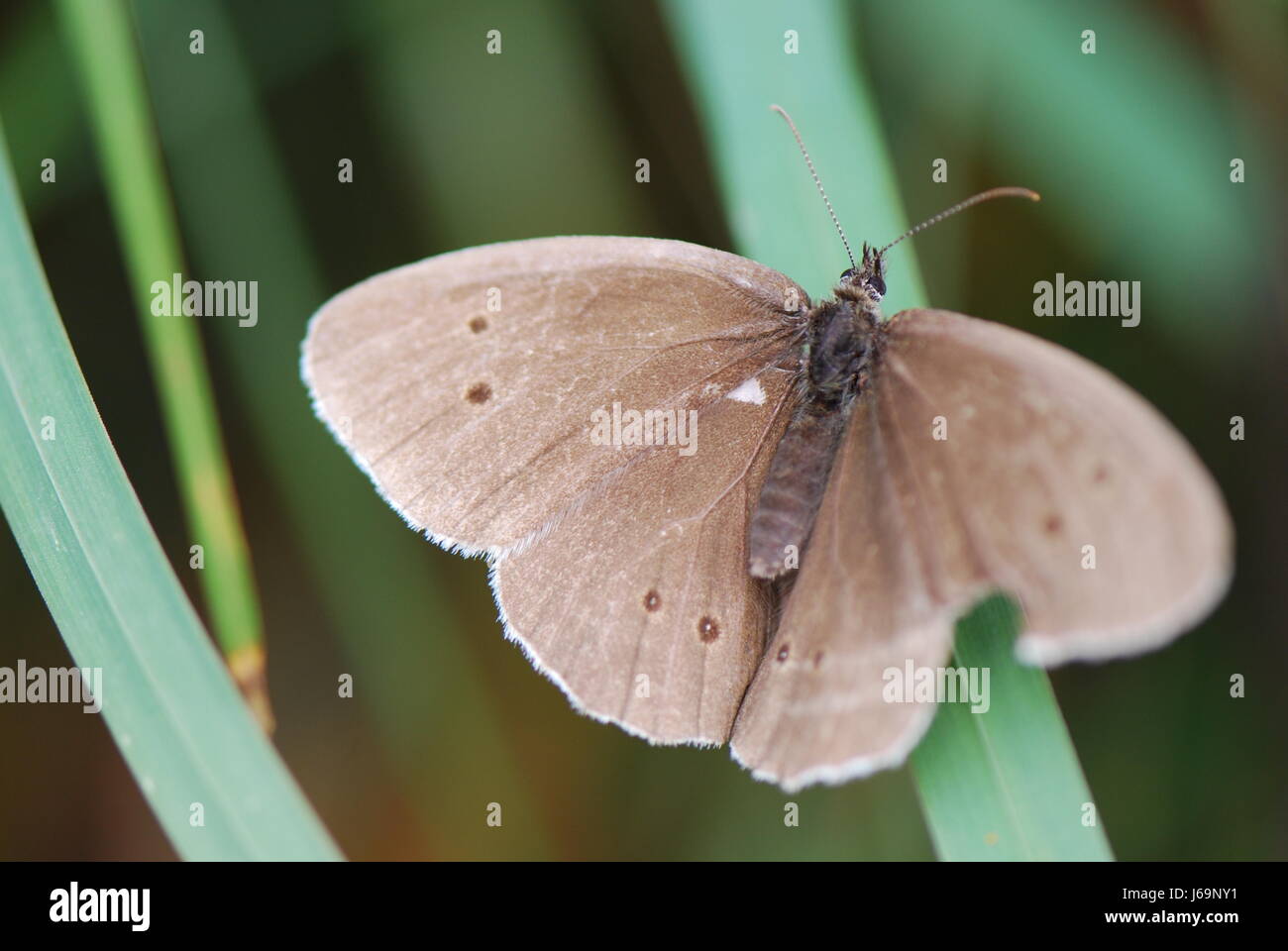 Chimney sweeper moth hi-res stock photography and images - Alamy