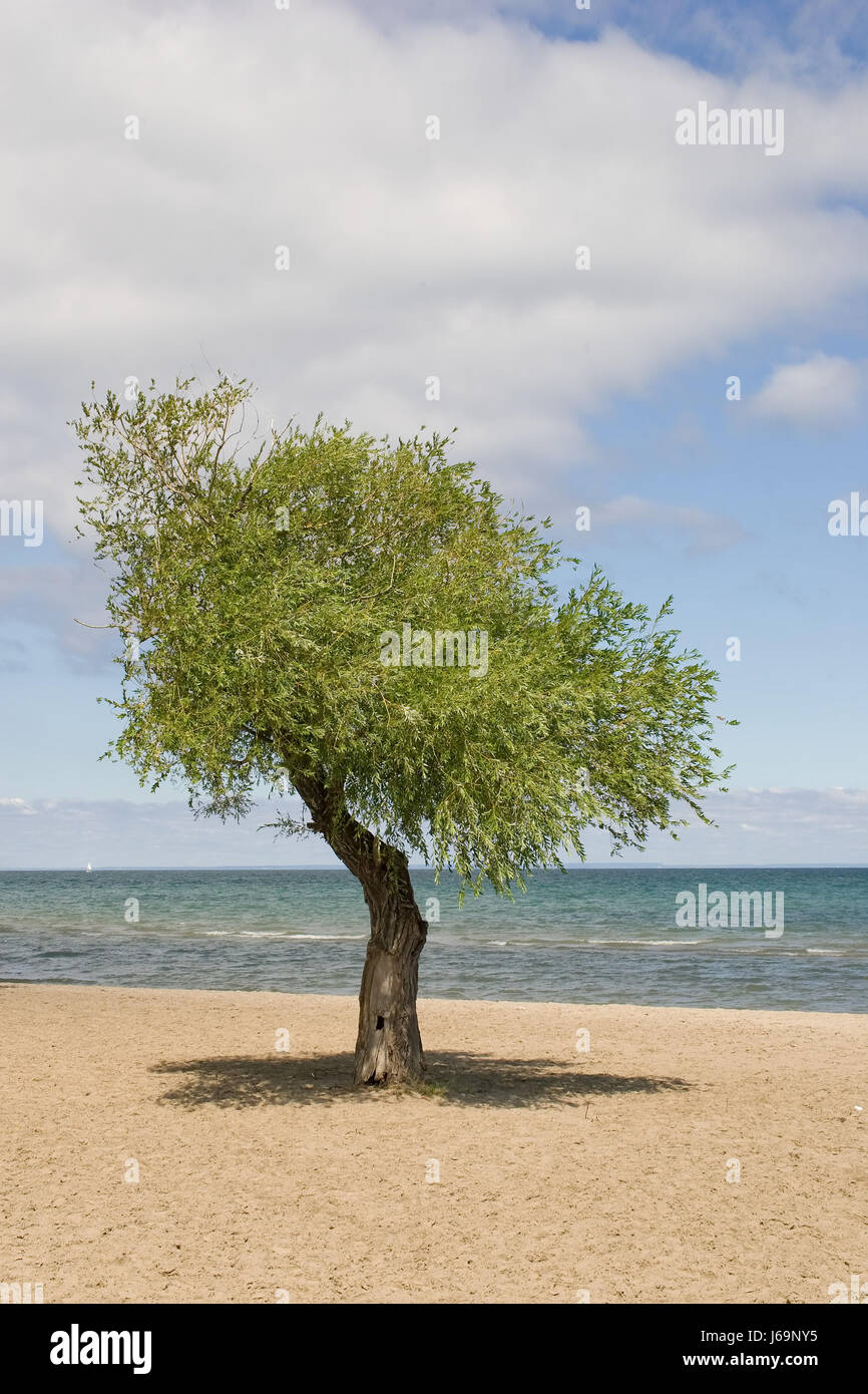 tree beach seaside the beach seashore shade salt water sea ocean water ...