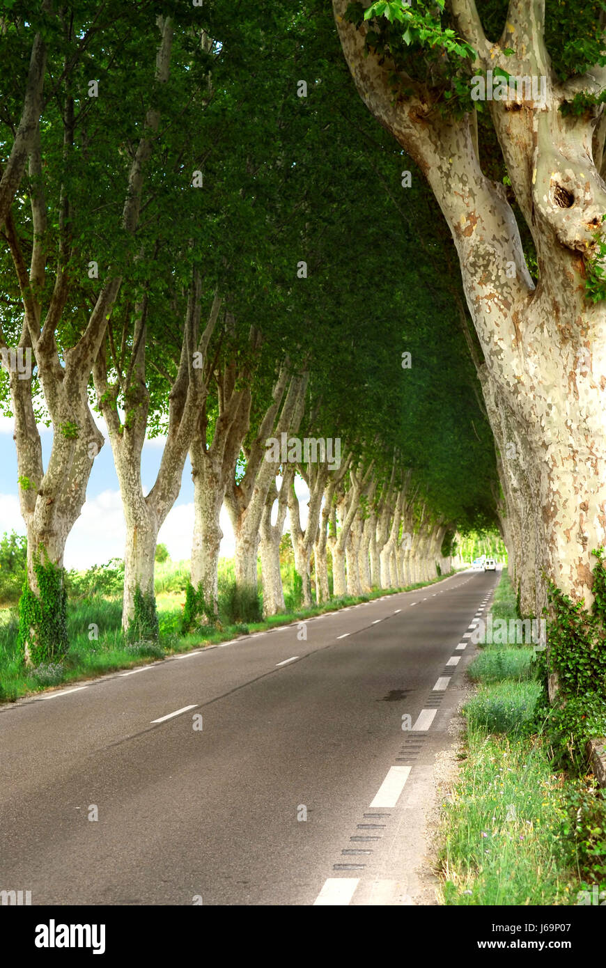 tree trees france motorway highway french road rural street peasant ...
