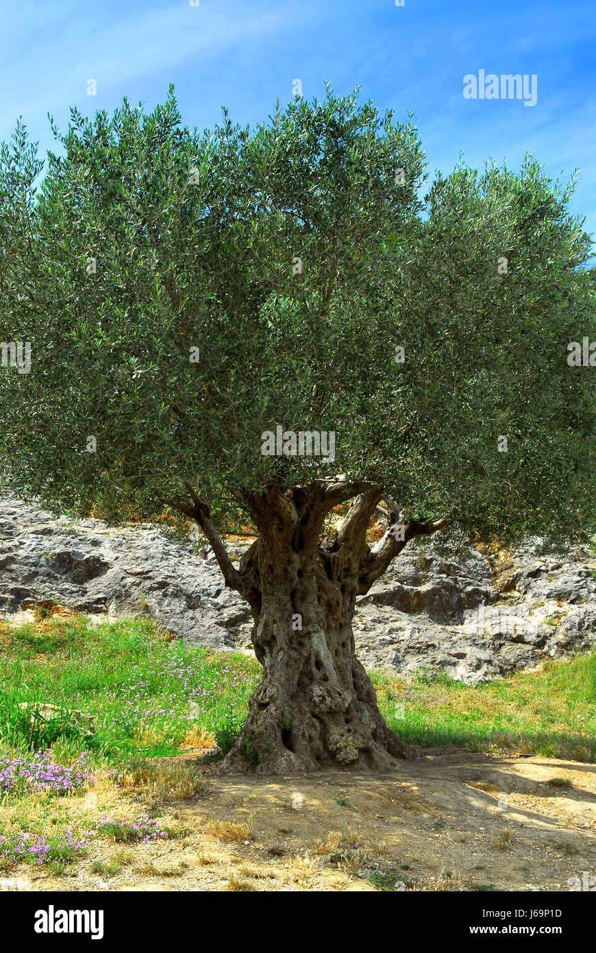 Big tree grove hi-res stock photography and images - Alamy
