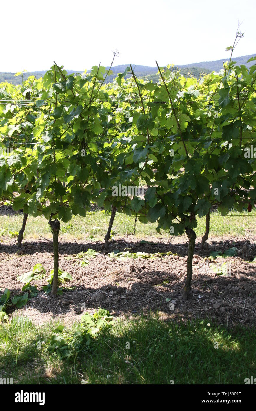 agriculture farming vineyards cultivation of wine vineyard common grape ...