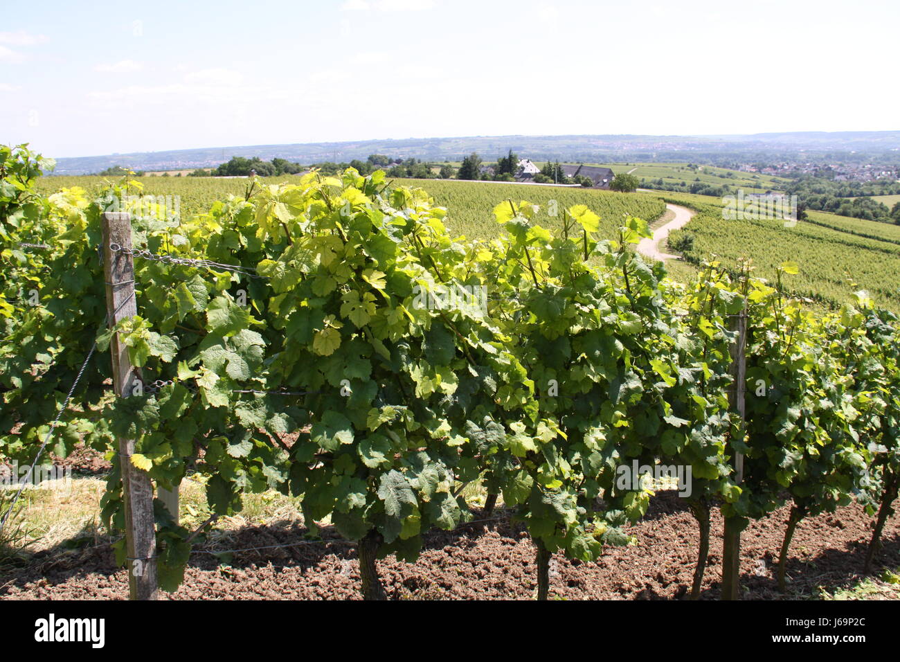 agriculture farming vineyards cultivation of wine vineyard common grape ...