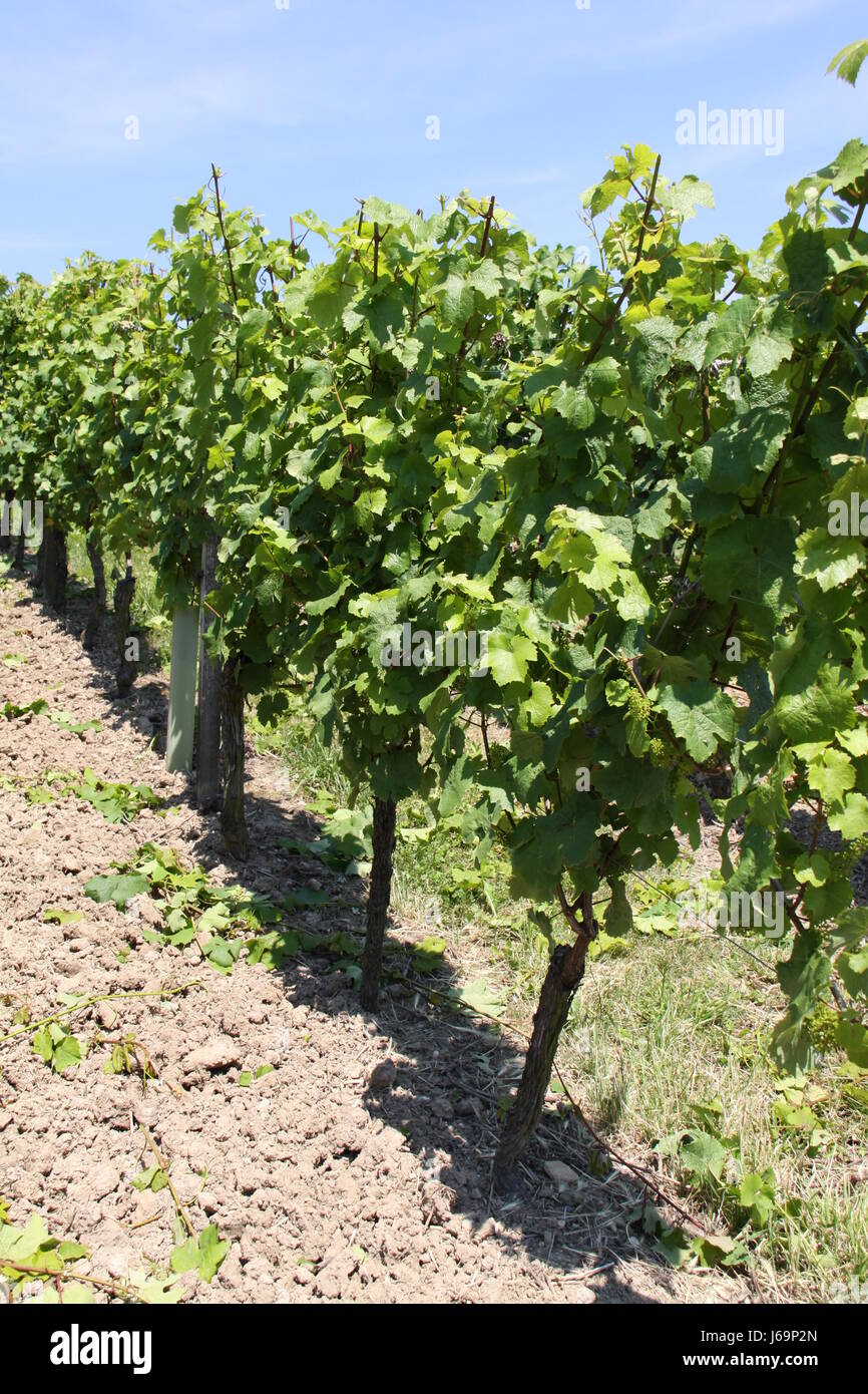 agriculture farming vineyards cultivation of wine vineyard common grape ...