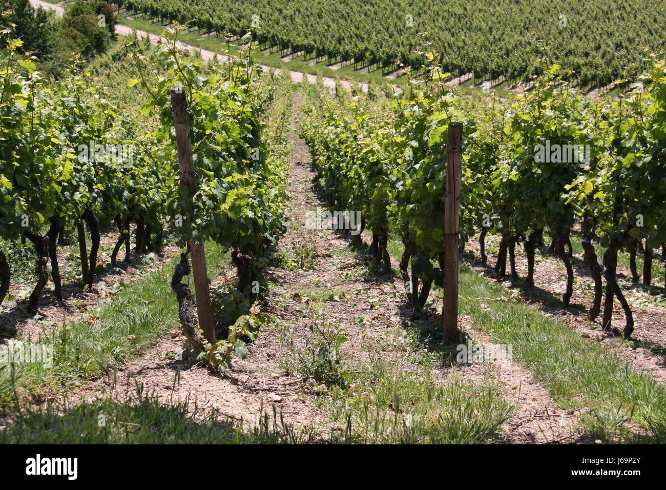 agriculture farming vineyards cultivation of wine vineyard common grape ...