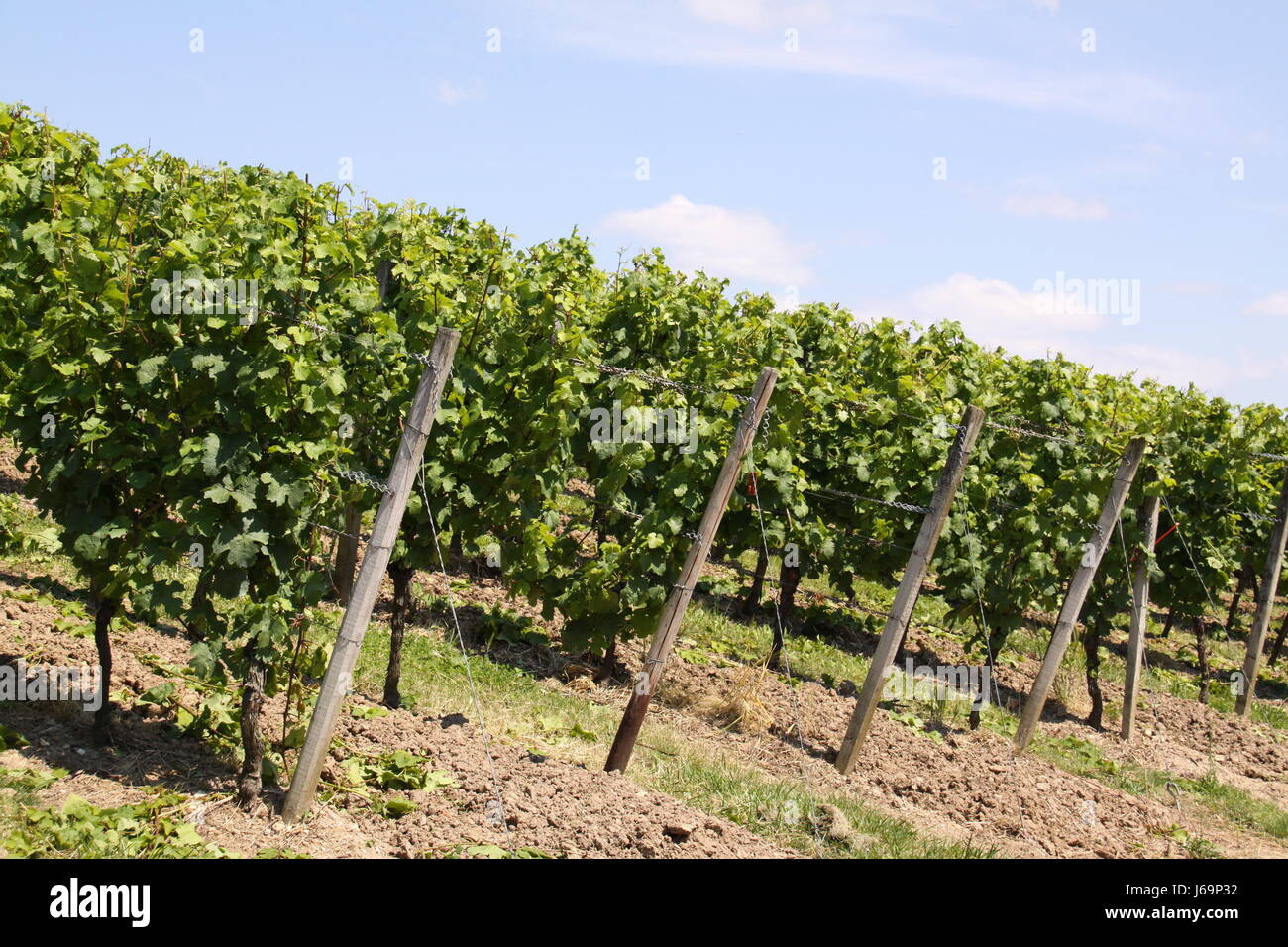 agriculture farming vineyards cultivation of wine vineyard common grape ...